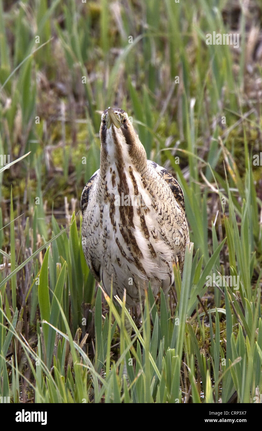 Great Bittern have a boss-eyed looking which helps them catch small ...