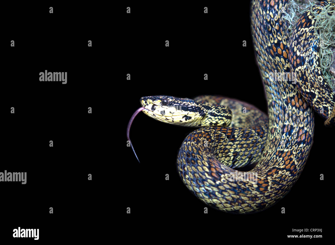 PIT VIPER. Protobothrops jerdonii xanthomelas, Venomous, Female Stock ...