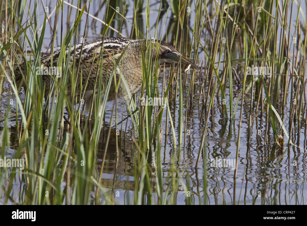 Great Bittern catching a small fish at RSPB Minsmere, Suffolk Stock ...