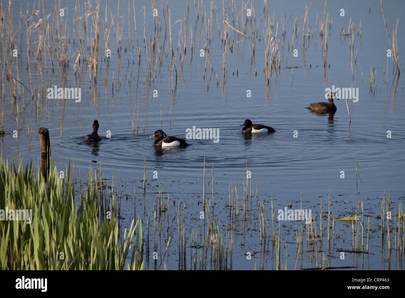 two pairs of Tufted ducks swimming near new growth of reeds - Minsmere ...
