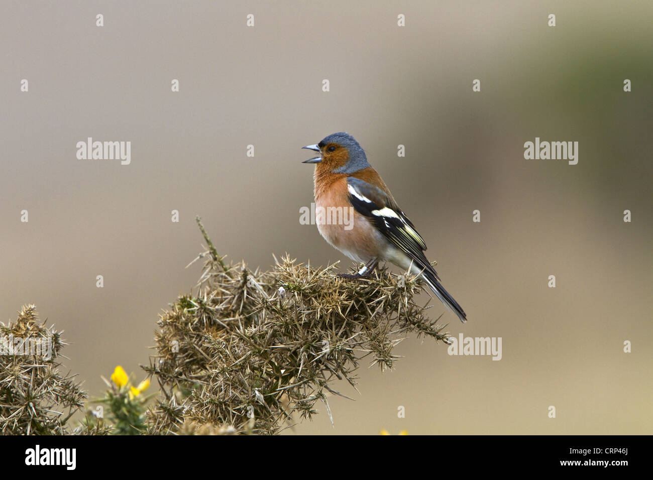 Male Common Chaffinch singing on gorse Stock Photo - Alamy