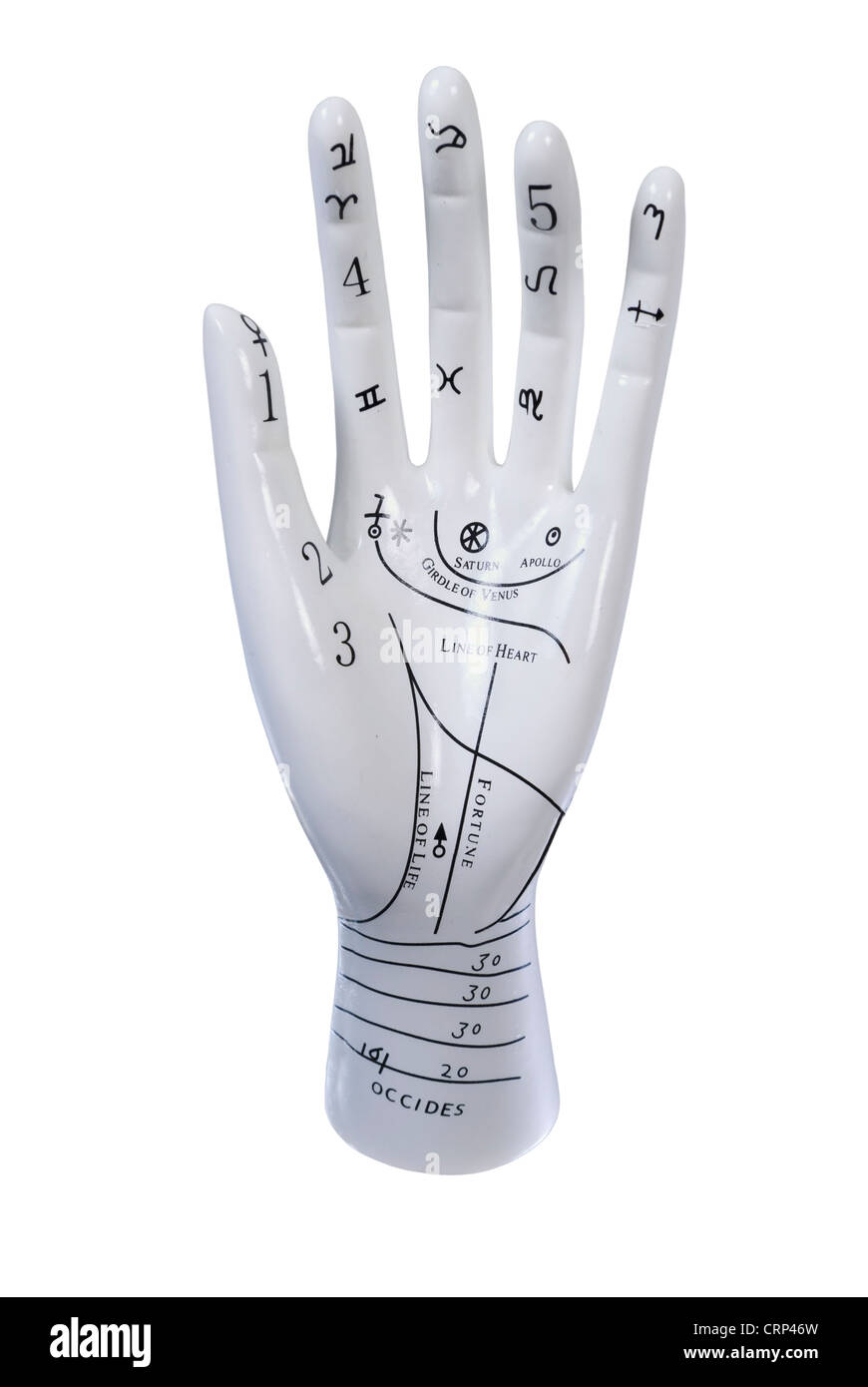 A ceramic palm reading hand model to identify the lines to look for ...