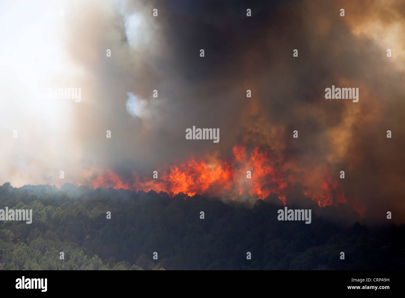 Forest fire burns out of control in Wood Hollow Canyon. Flames burning ...