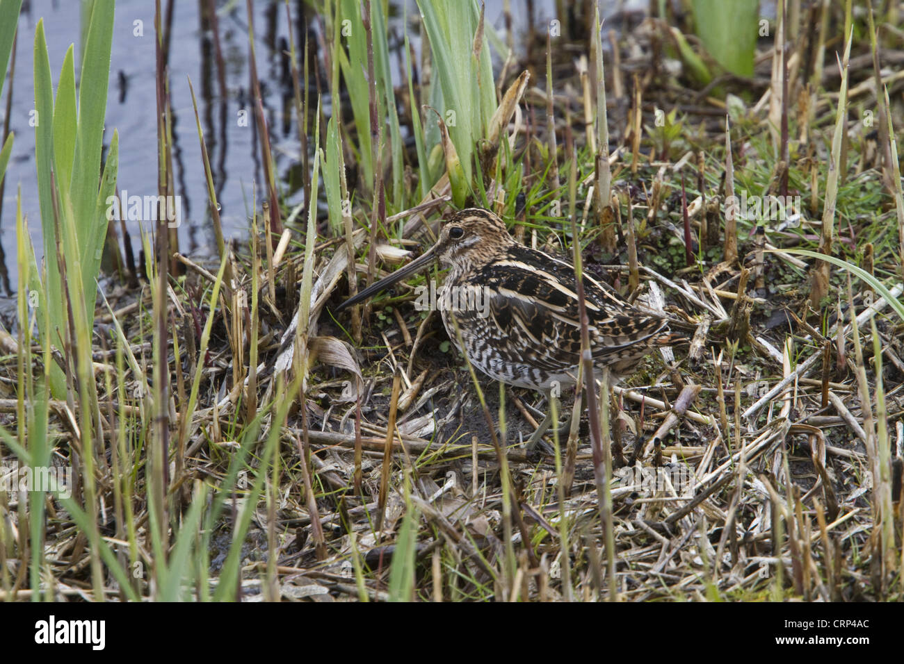 Common Snipe in marshland habitat at RSPB Minsmere, Suffolk Stock Photo ...