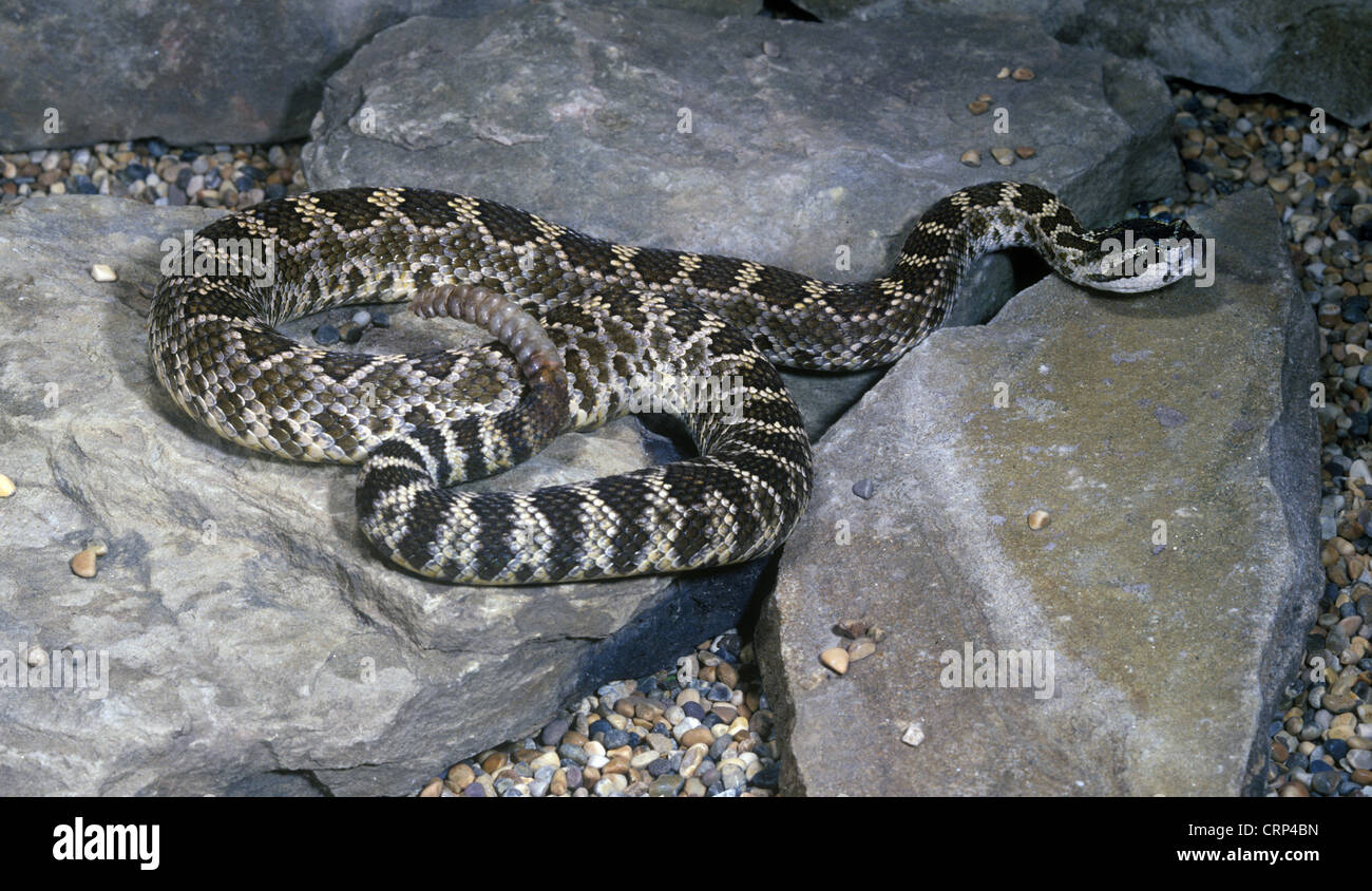 Southern Pacific Rattlesnake Stock Photo - Alamy