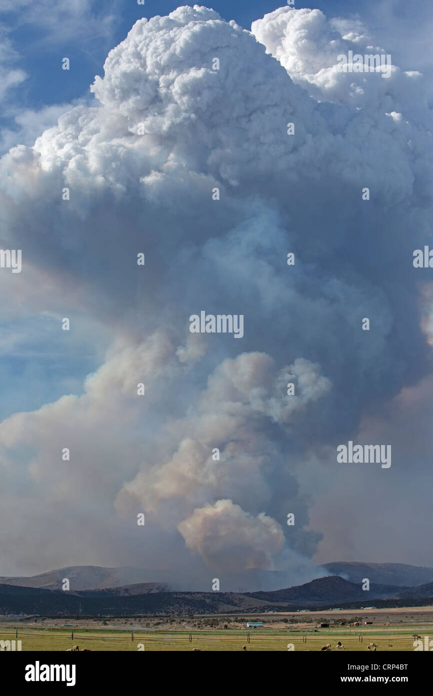 Forest fire burns out of control in Wood Hollow Canyon. Flames burning ...