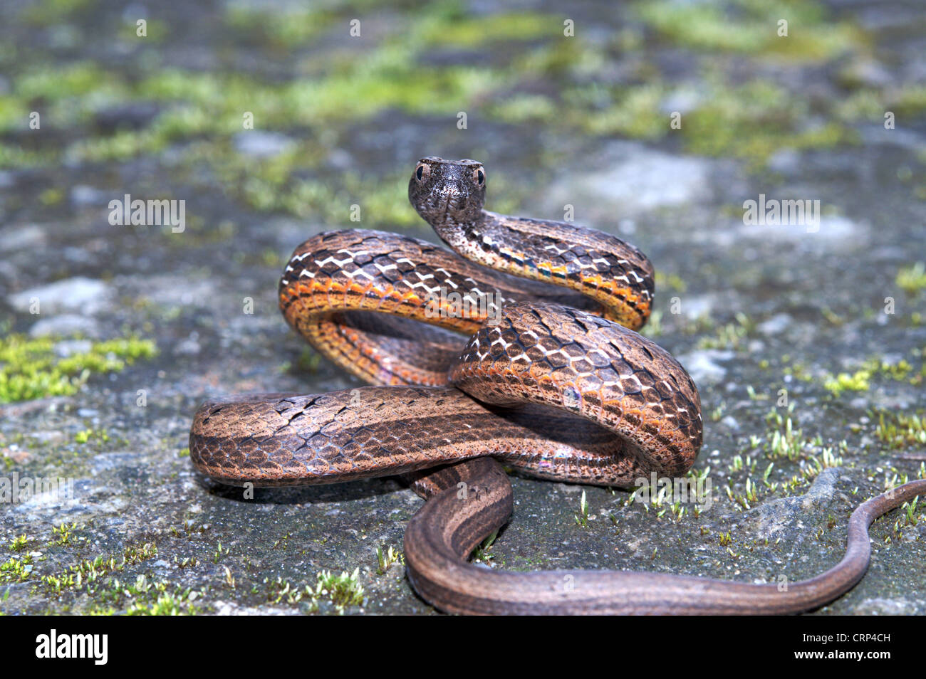 Blow snake hi-res stock photography and images - Alamy