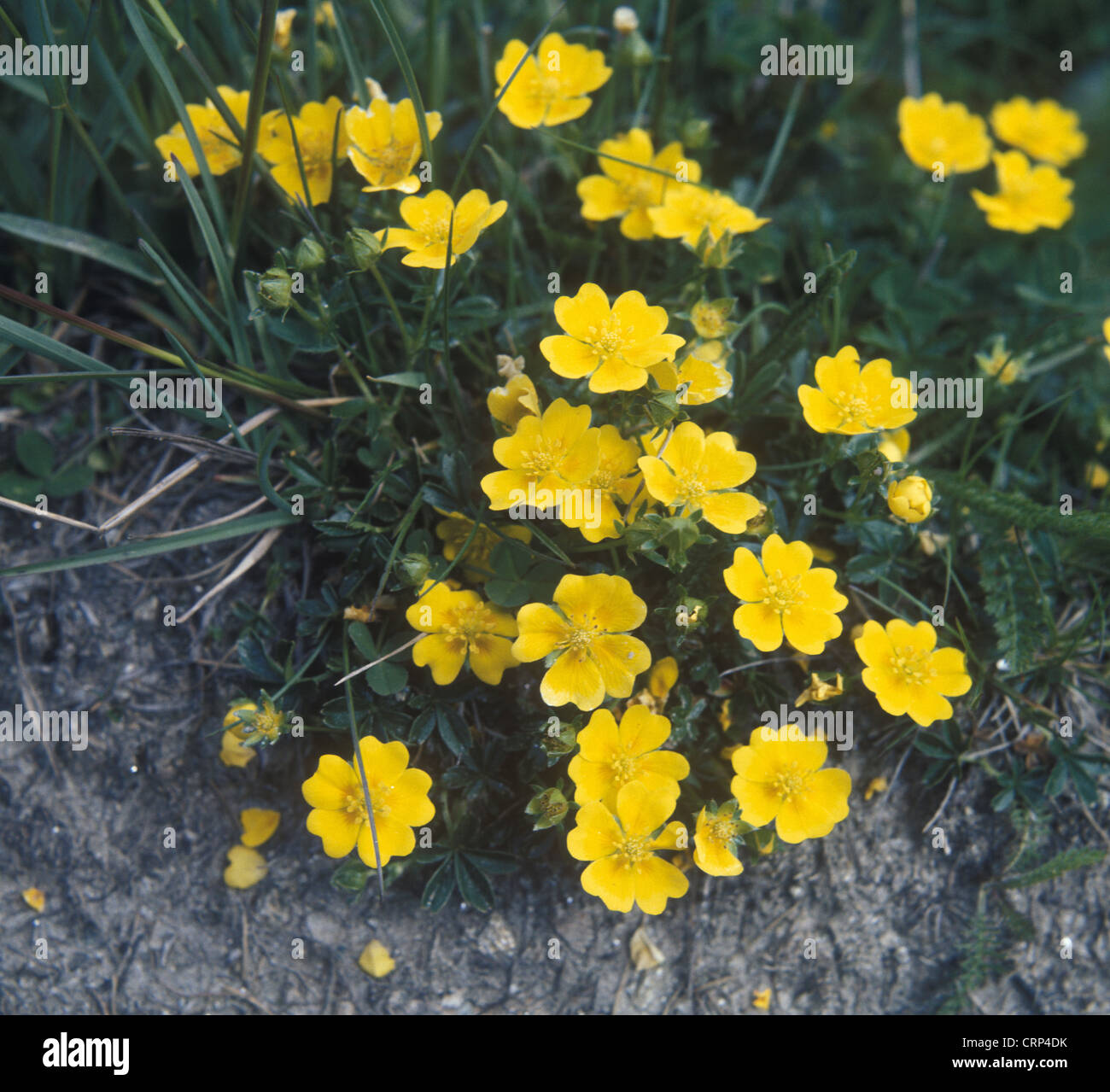 Golden cinquefoil potentilla aurea hi-res stock photography and images ...
