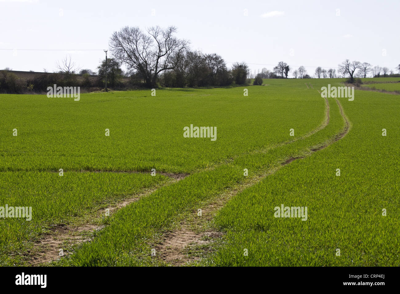 Tractor tram lines through winter wheat field, early spring time Stock ...
