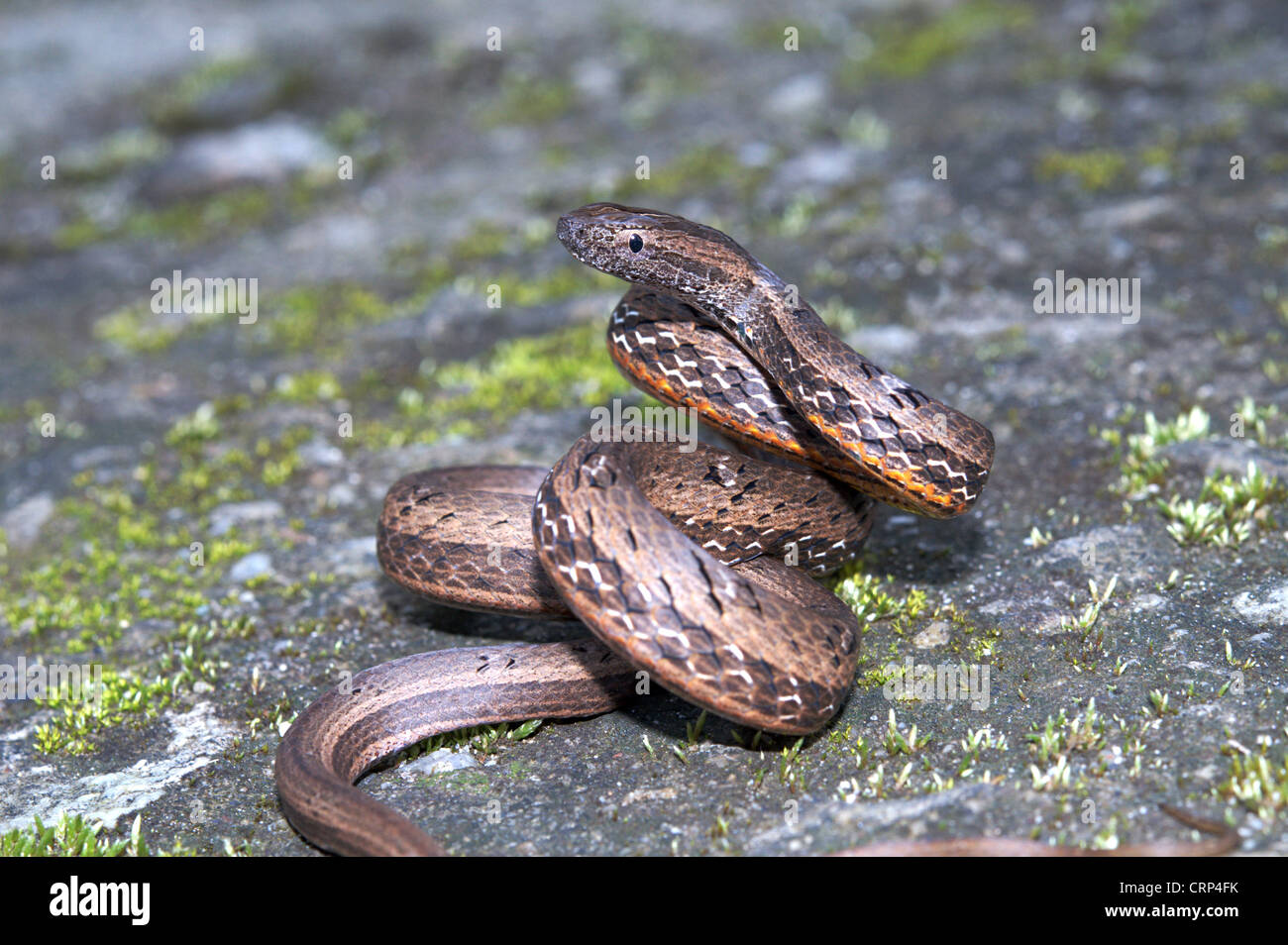 COMMON MOCK VIPER Pssamodynastes pulverulentus, Mildly venomous, Common ...