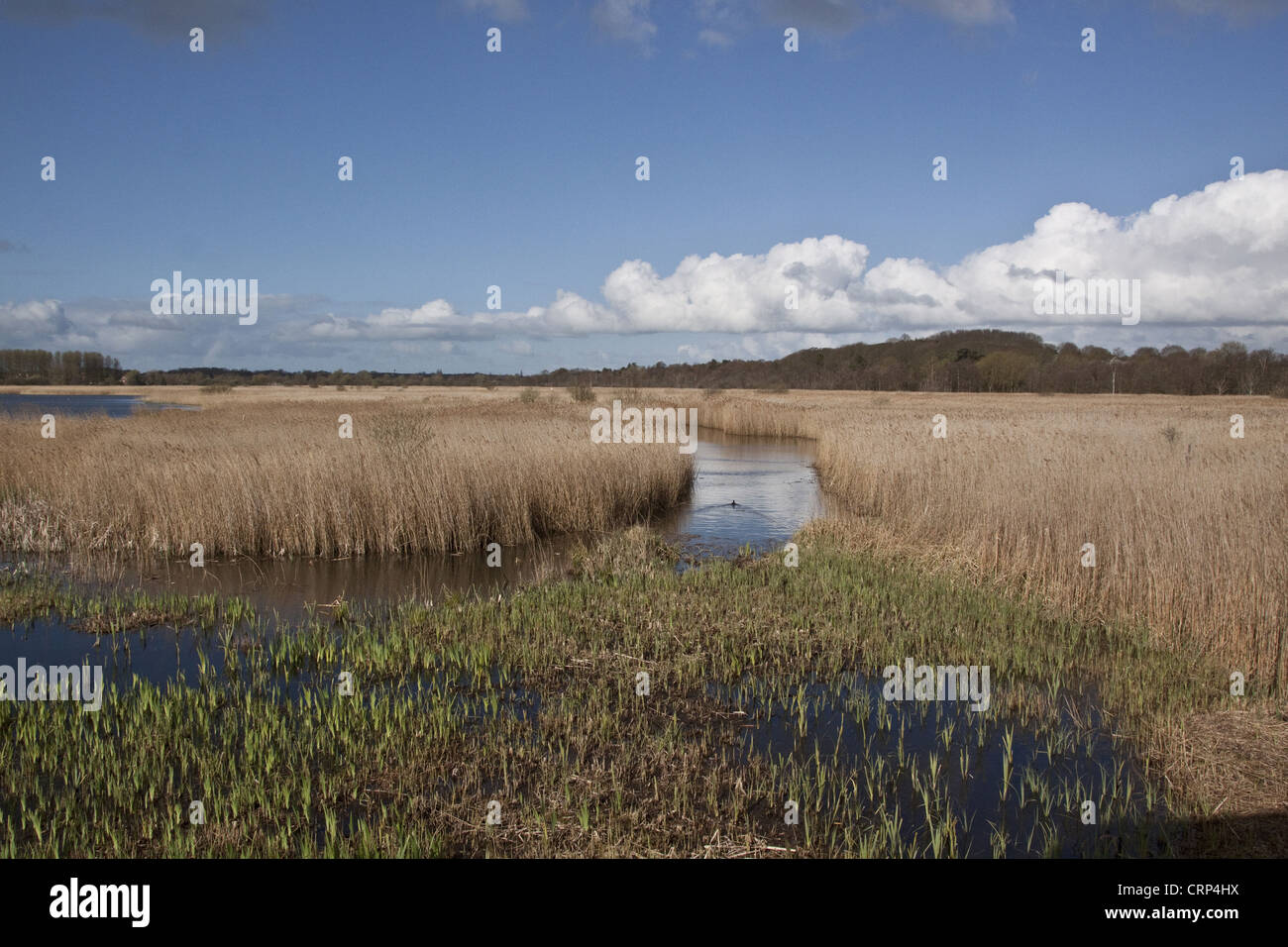Island mere minsmere hi-res stock photography and images - Alamy