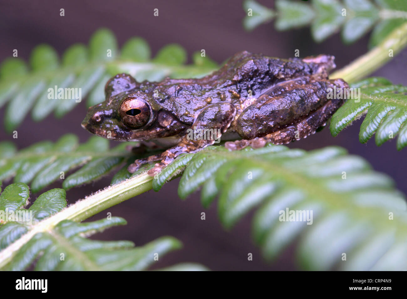 Kurixalus naso, Polypedates naso , Long-nosed Tree frog Stock Photo - Alamy