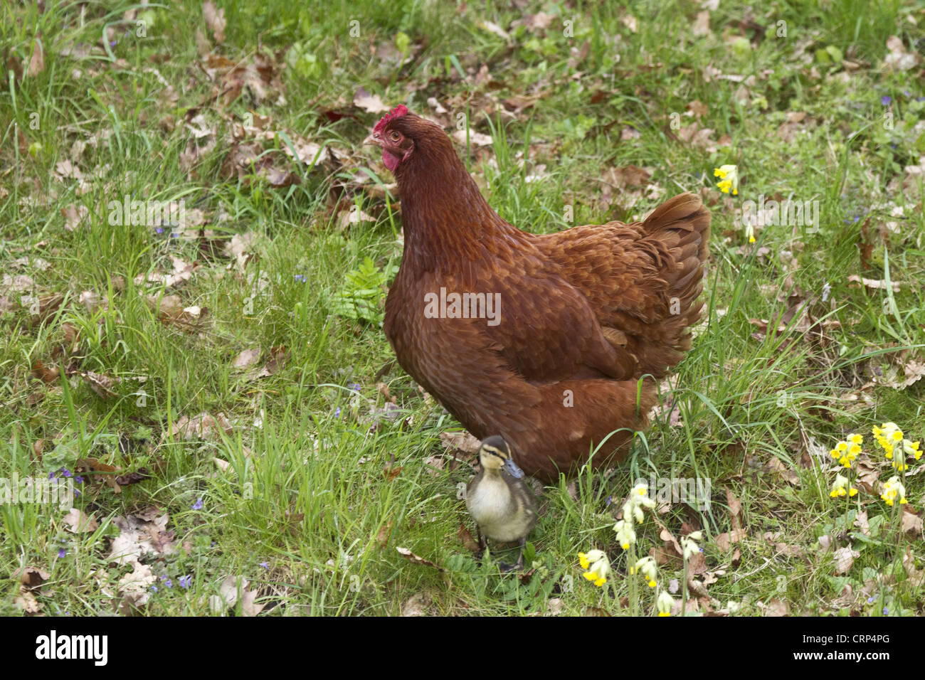 New hampshire hen hi-res stock photography and images - Alamy