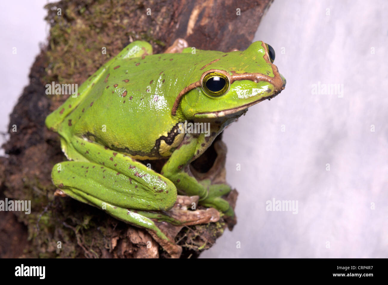 BURMESE GLIDING FROG, Rhacophorus burmanus, IUCN Near Threatened Family ...