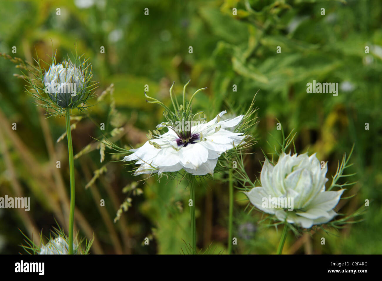 Nigella flowers Nigella damascena Love-in-the-mist Stock Photo - Alamy