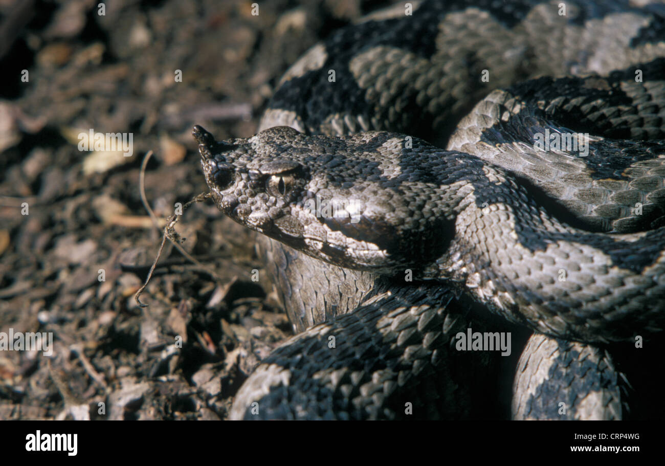 Horned Viper male Stock Photo - Alamy