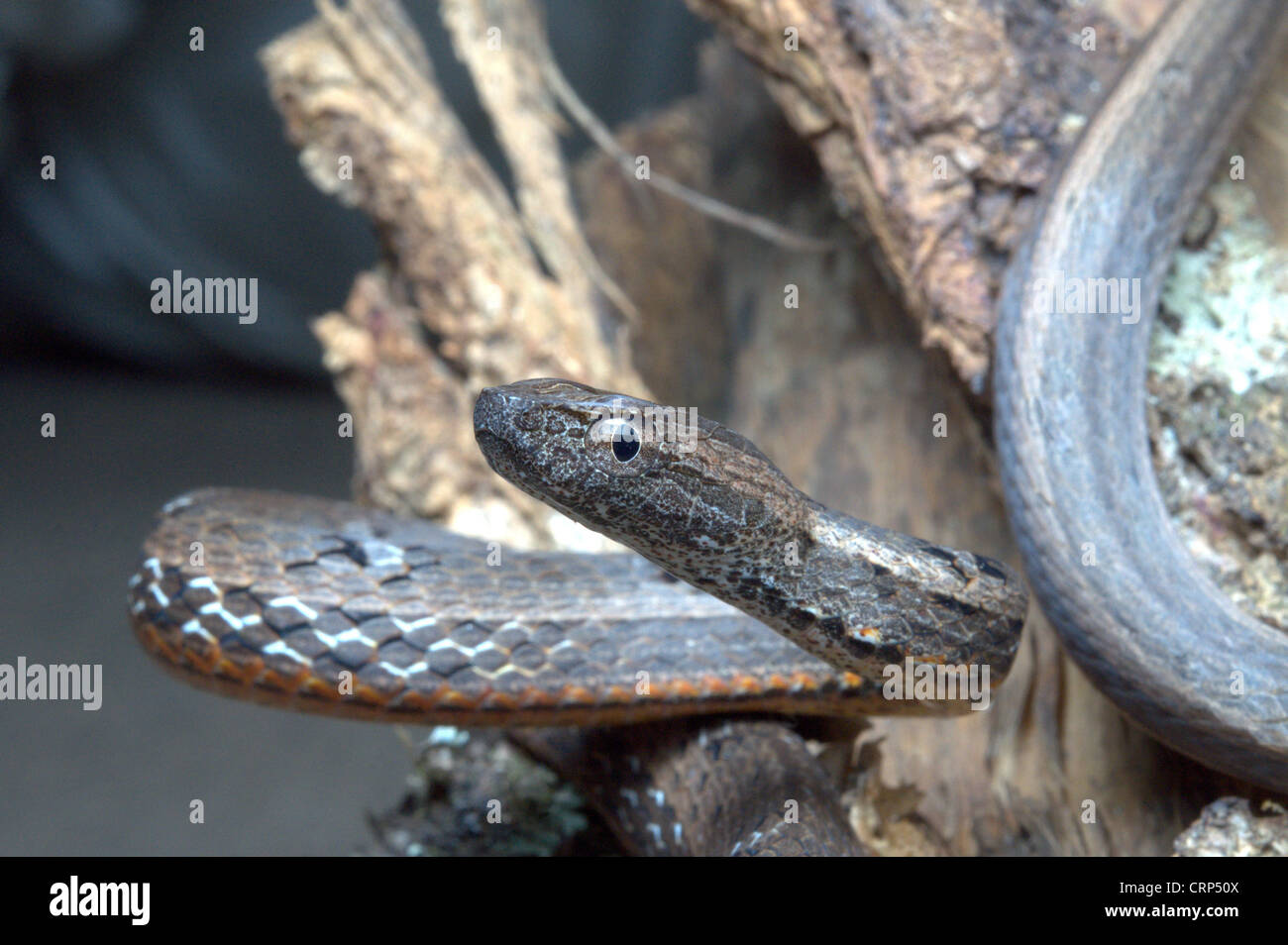 COMMON MOCK VIPER Pssamodynastes pulverulentus, Mildly venomous, Common ...