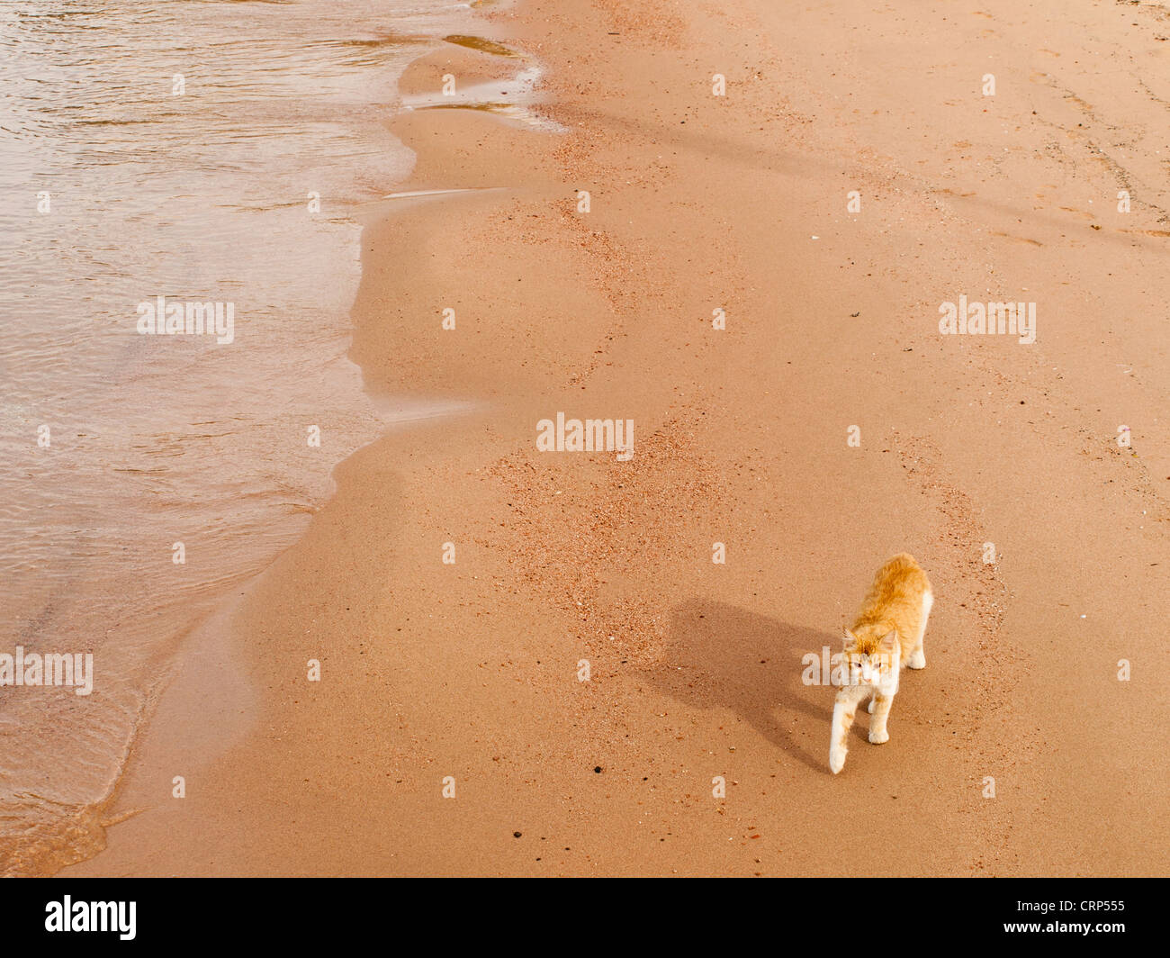 Cat casting shadow on beach hi-res stock photography and images - Alamy