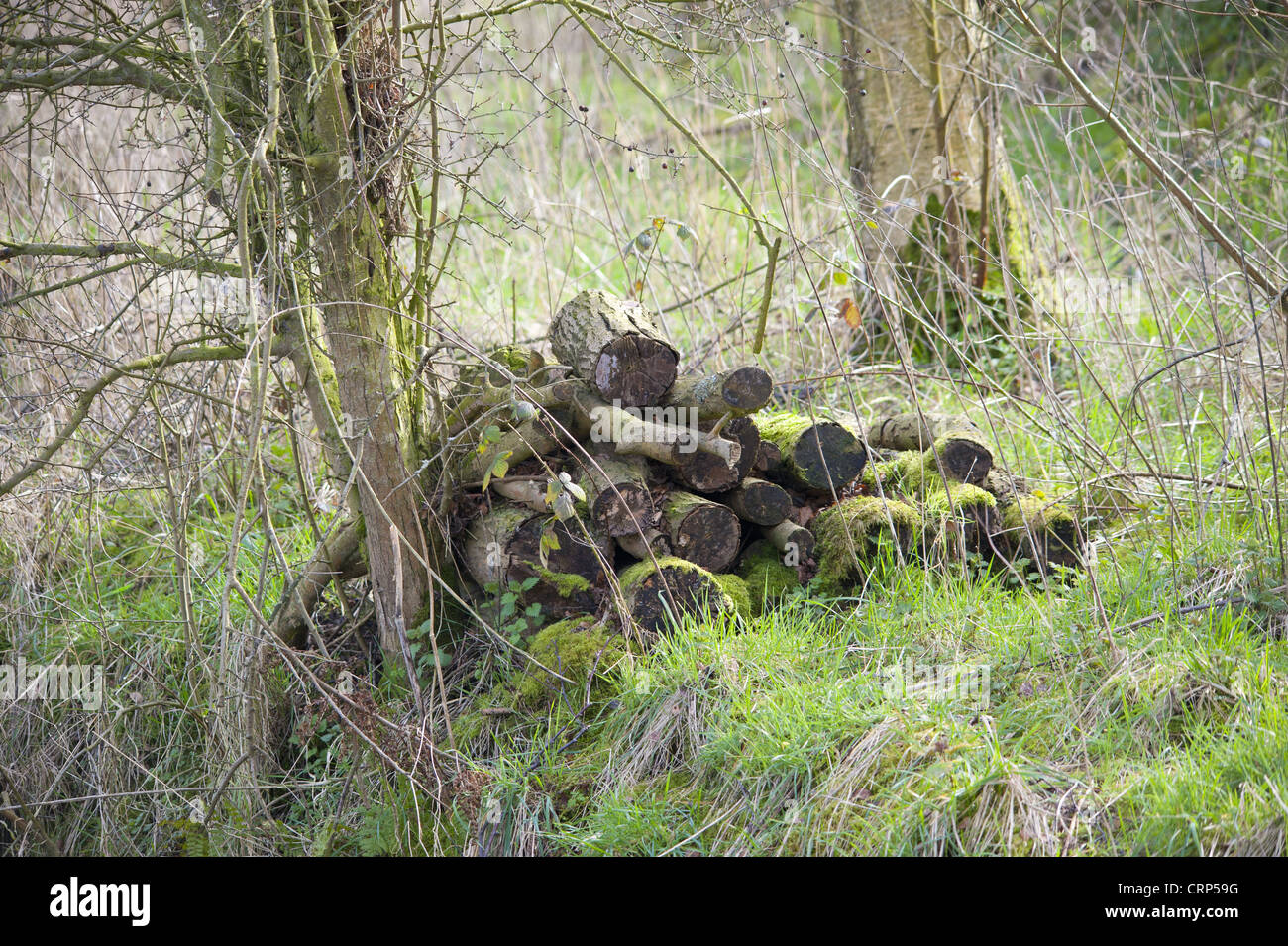 Pile of logs left for wildlife, Lancashire, England, march Stock Photo ...