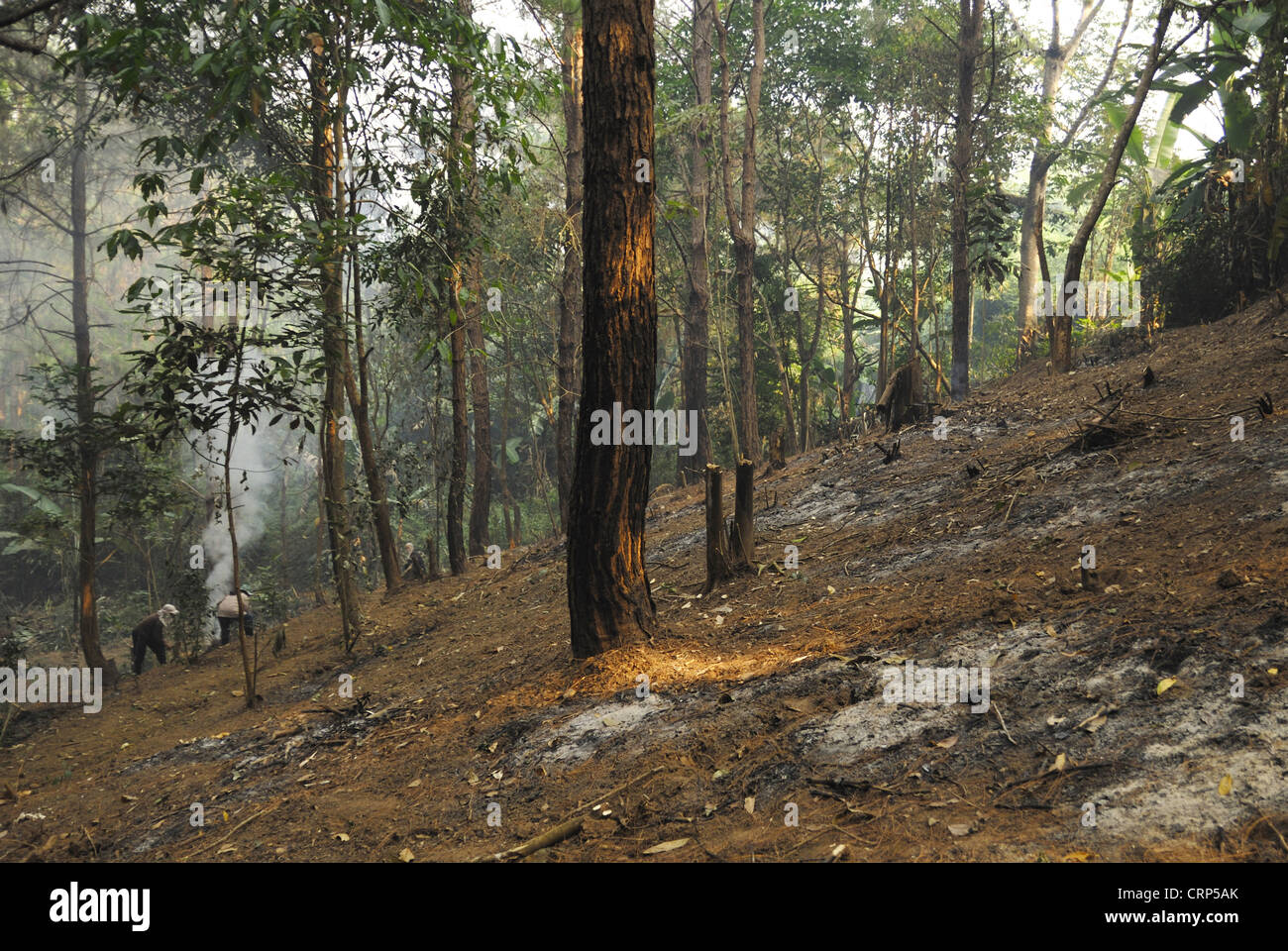 Workers using 'slash and burn' to clear monsoon rainforest habitat ...