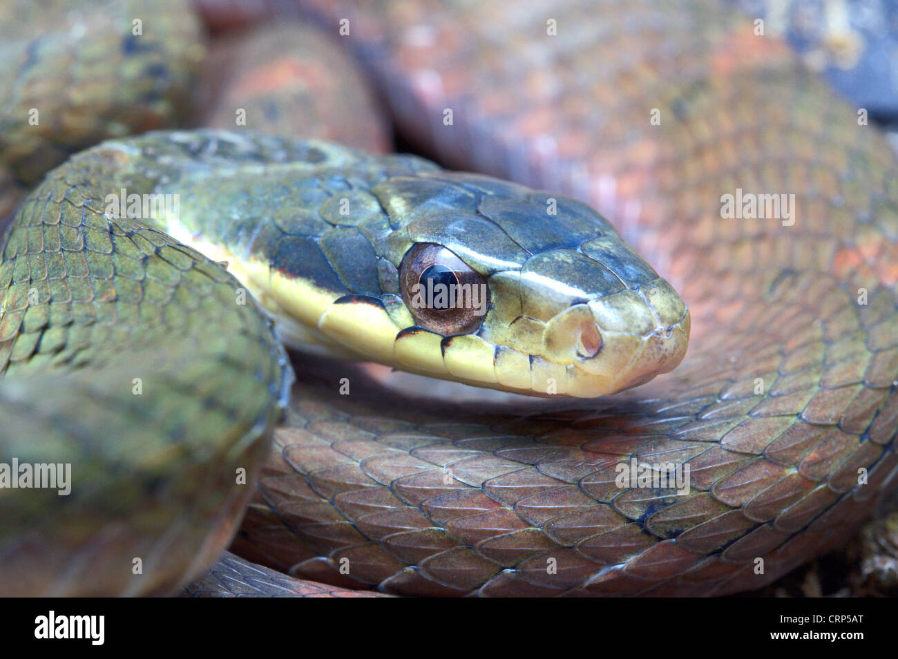 Venomous snakes of southeast asia High Resolution Stock Photography and ...