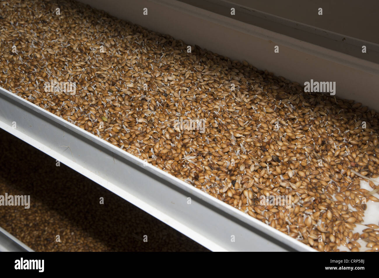 Barley (Hordeum vulgare) hydroponic growing system crop, solution of ...