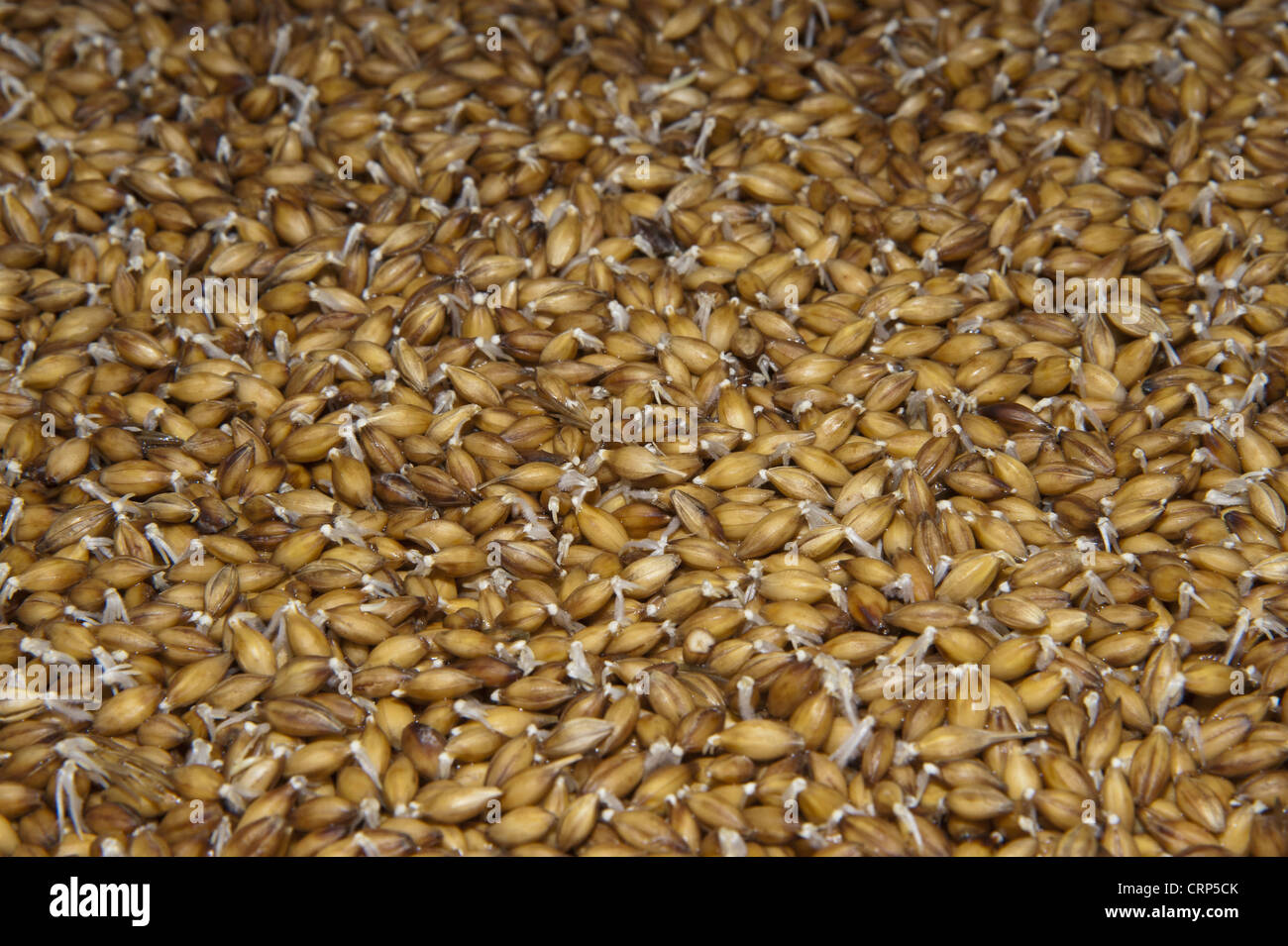 Barley (Hordeum vulgare) hydroponic growing system crop, solution of ...