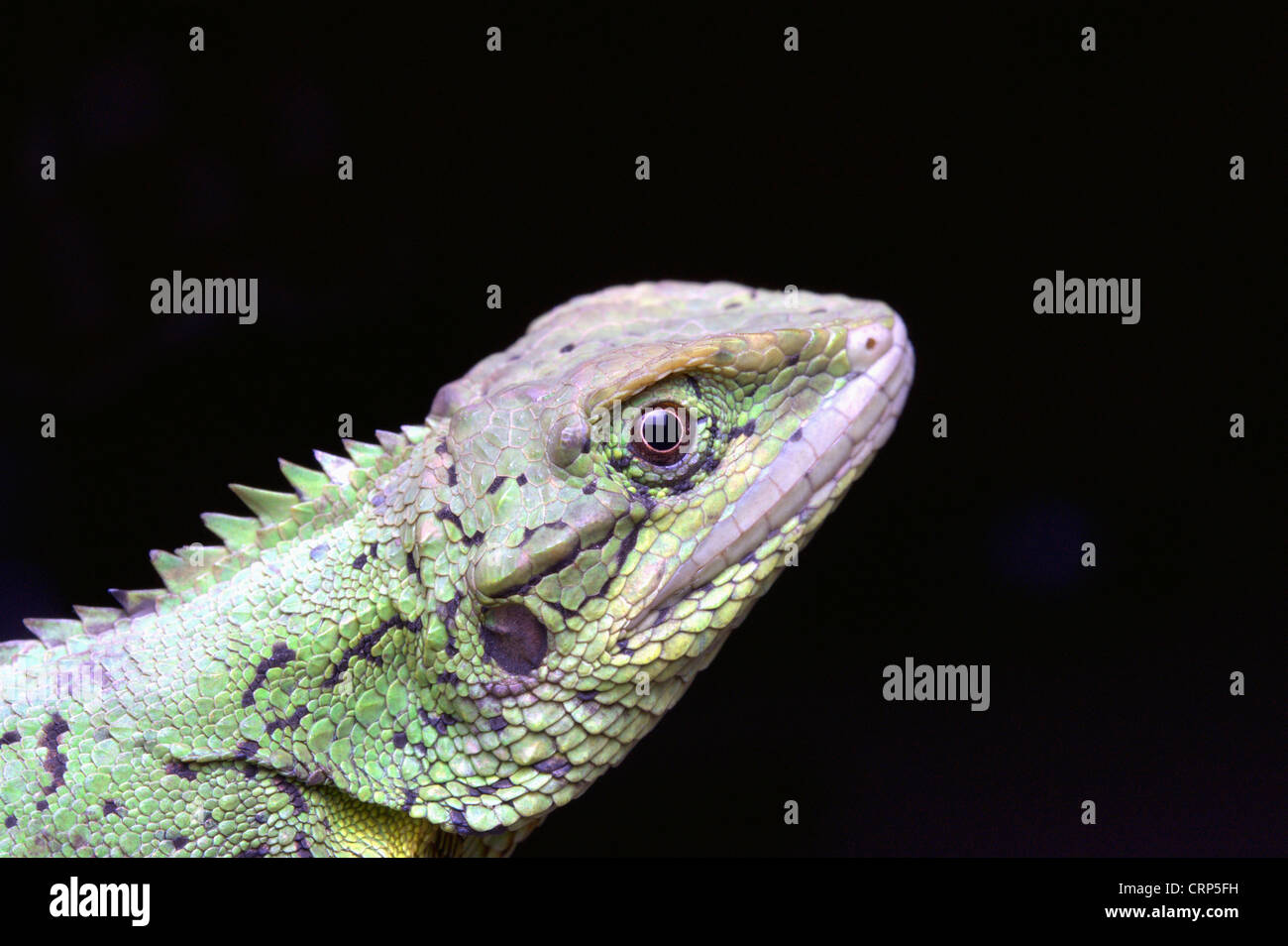 Species of agamid lizard hi-res stock photography and images - Alamy