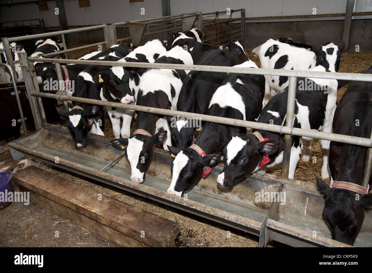 Dairy farming, pedigree Holstein Friesian calves, wearing transponders ...