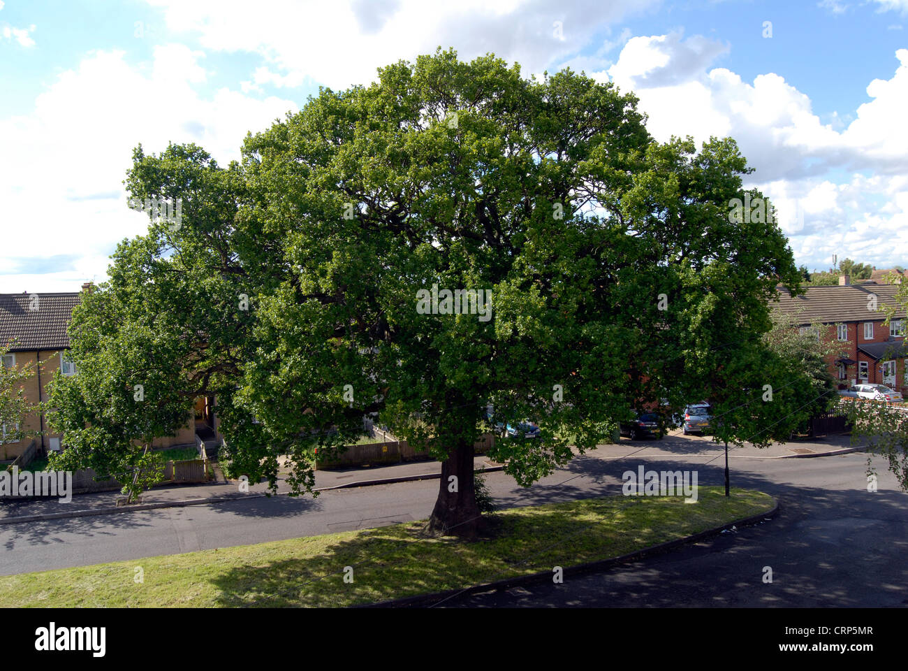 Healthy oak tree hi-res stock photography and images - Alamy