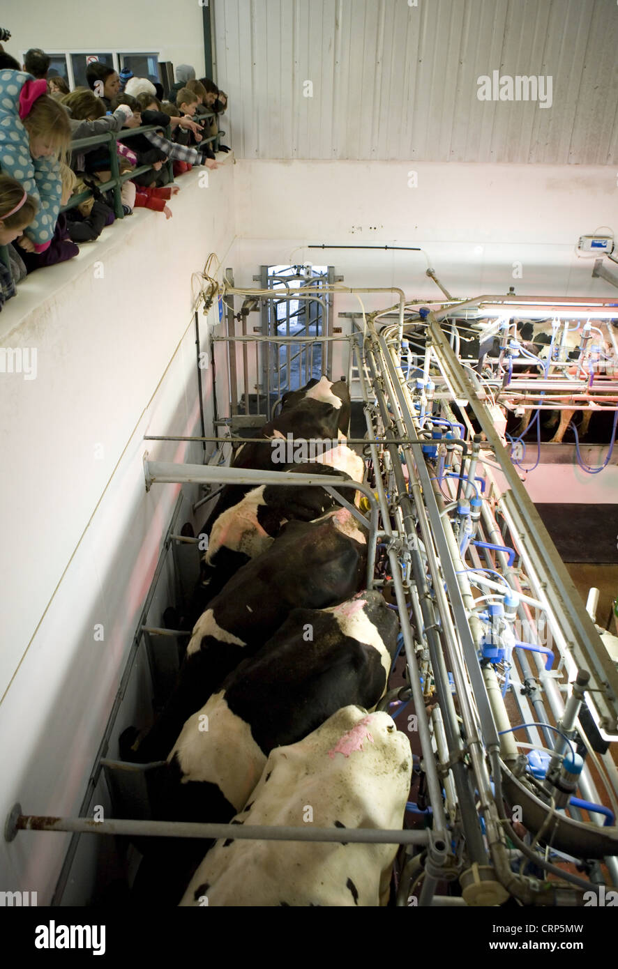 Dairy farming, milking parlour with Holstein Friesian cows, with ...