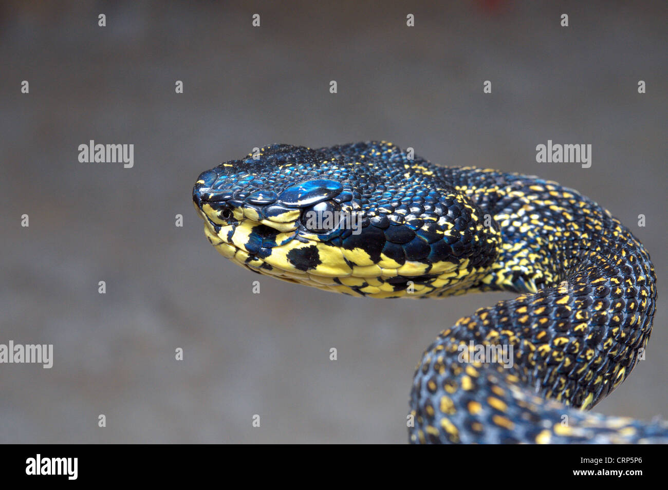 JERDON'S PIT VIPER. Protobothrops jerdonii xanthomelas, Venomous Rare ...