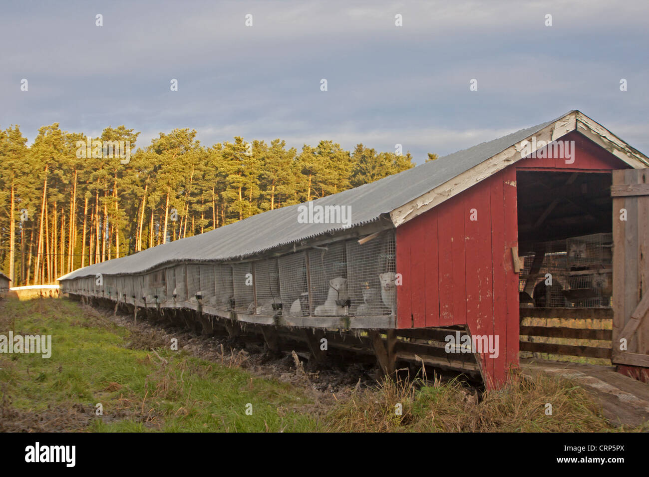 Fox farming, Arctic Foxes (Alopex lagopus) caged in rearing shed on fox ...