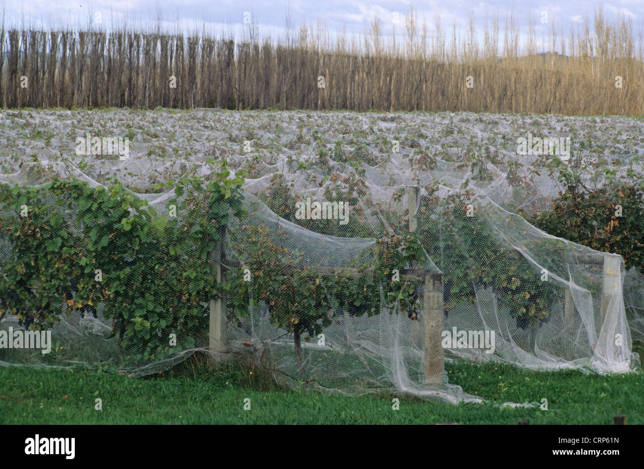Vineyard with rows of grape vines covered with netting for protection ...