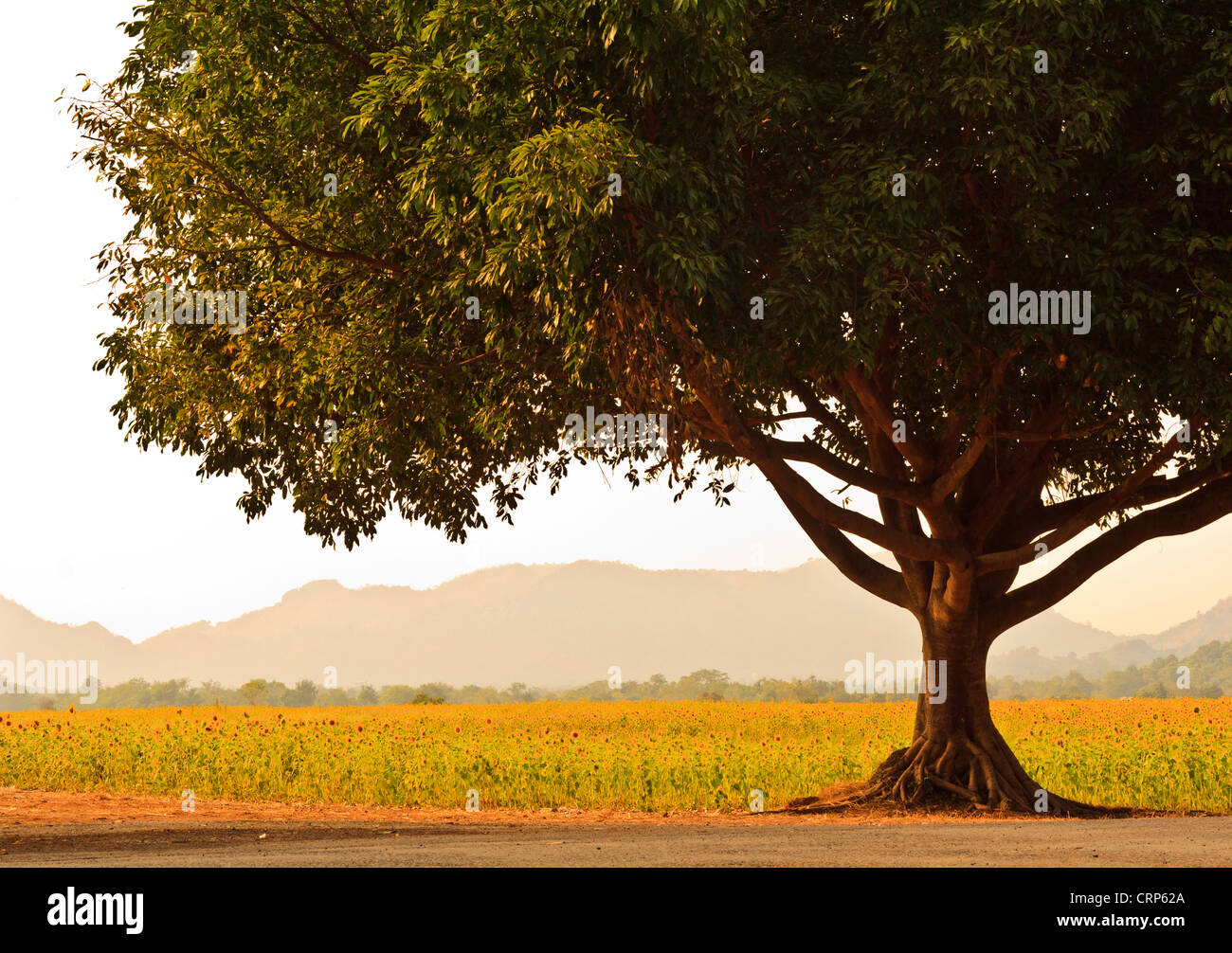 Buri tree hi-res stock photography and images - Alamy