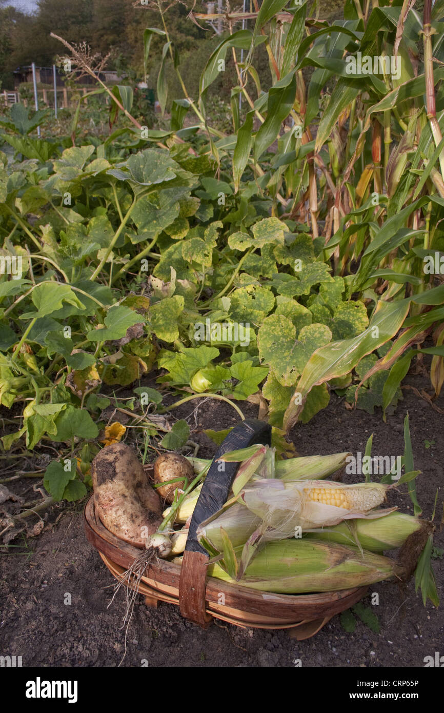 Trug filled with homegrown vegetables, including maize and potatoes ...