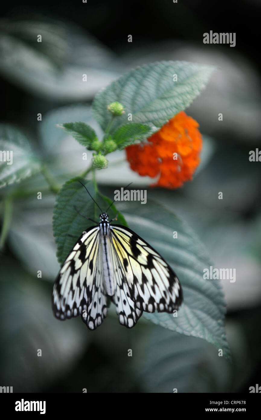 A White Tree Nymph butterfly Stock Photo - Alamy