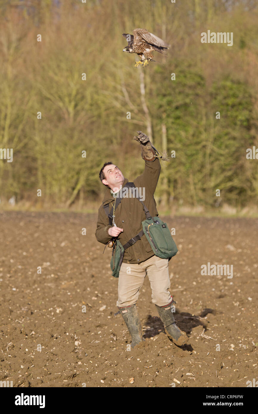 Falconry, falconer releasing Peregrine Falcon (Falco peregrinus ...
