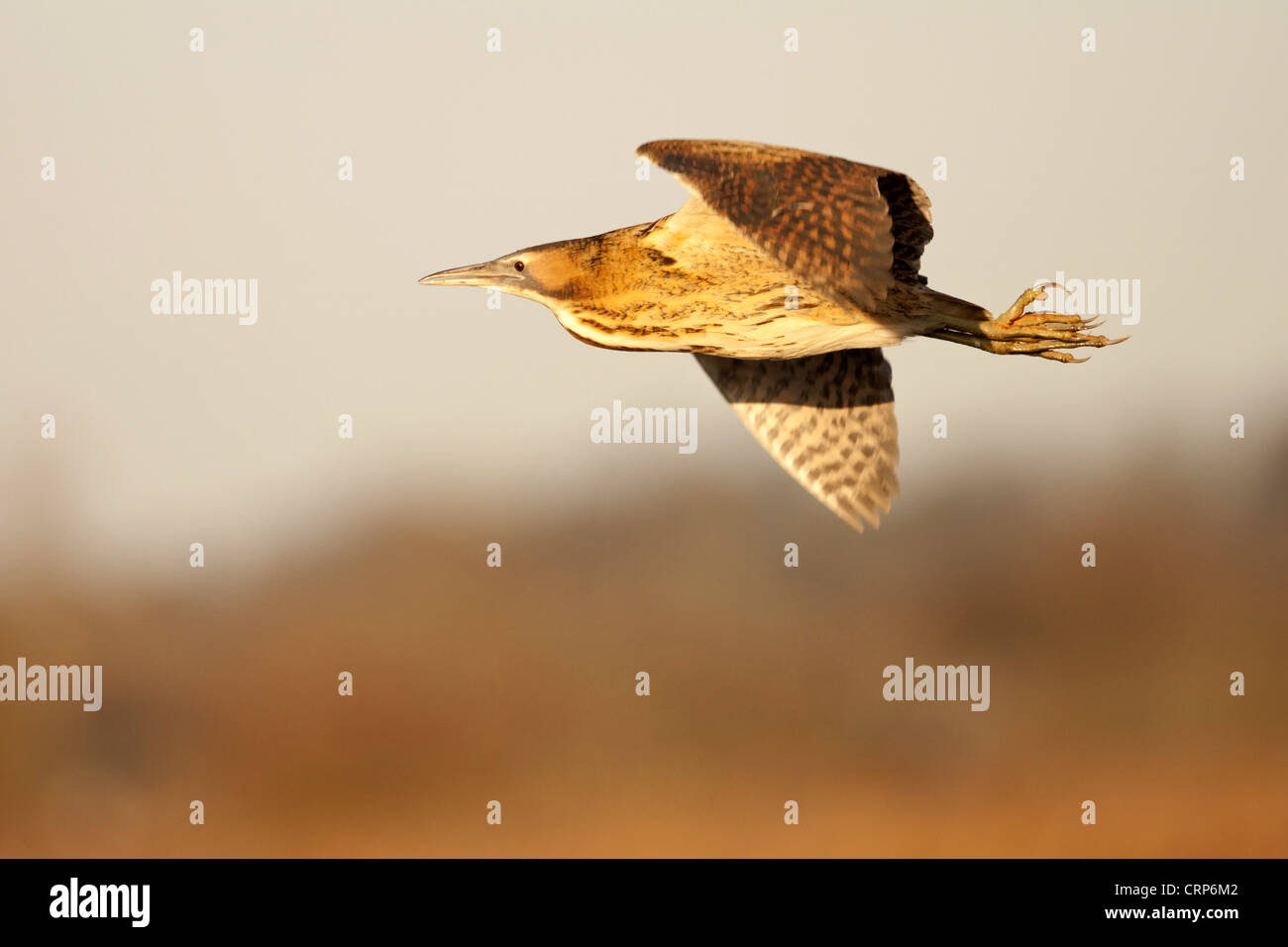 Great Bittern (Botaurus stellaris) adult, in flight over reedbed ...
