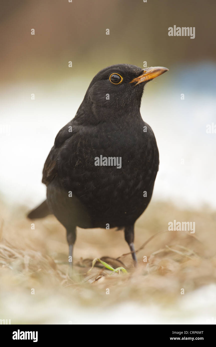European Blackbird (Turdus merula) adult male, standing on snow covered ...