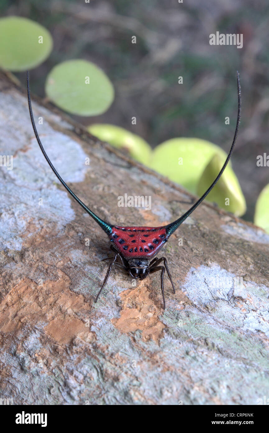 Gasteracantha - Orb weaving longhorn spider Stock Photo - Alamy