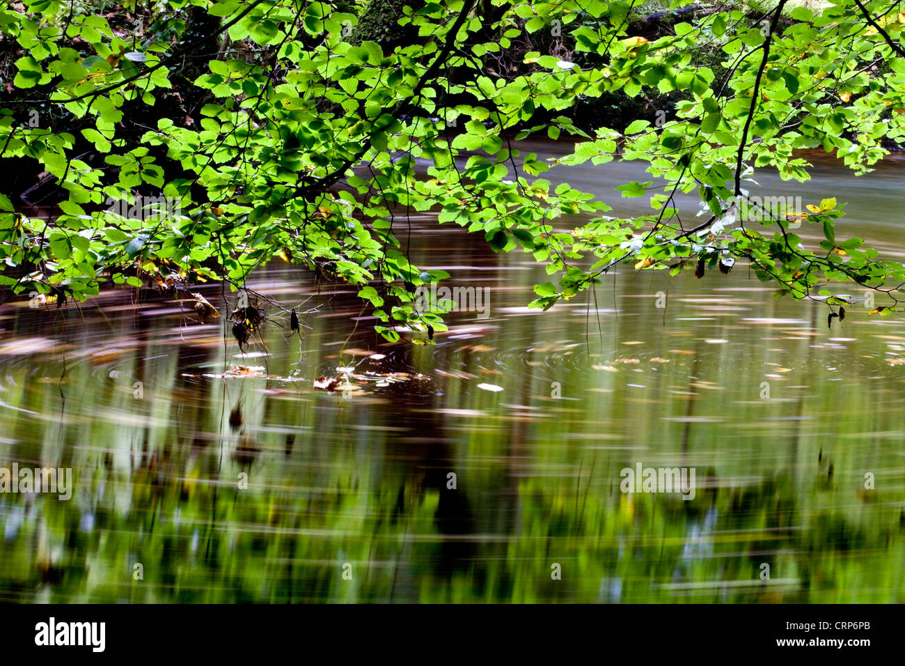 River Wharfe, Strid Wood, Bolton Abbey, North Yorkshire Dales Stock ...