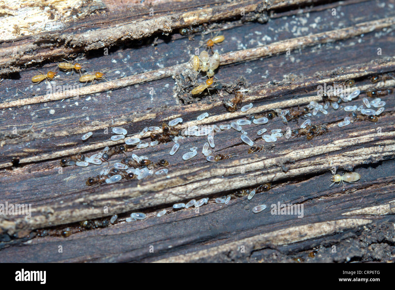 Ants with eggs below tree bark Stock Photo - Alamy