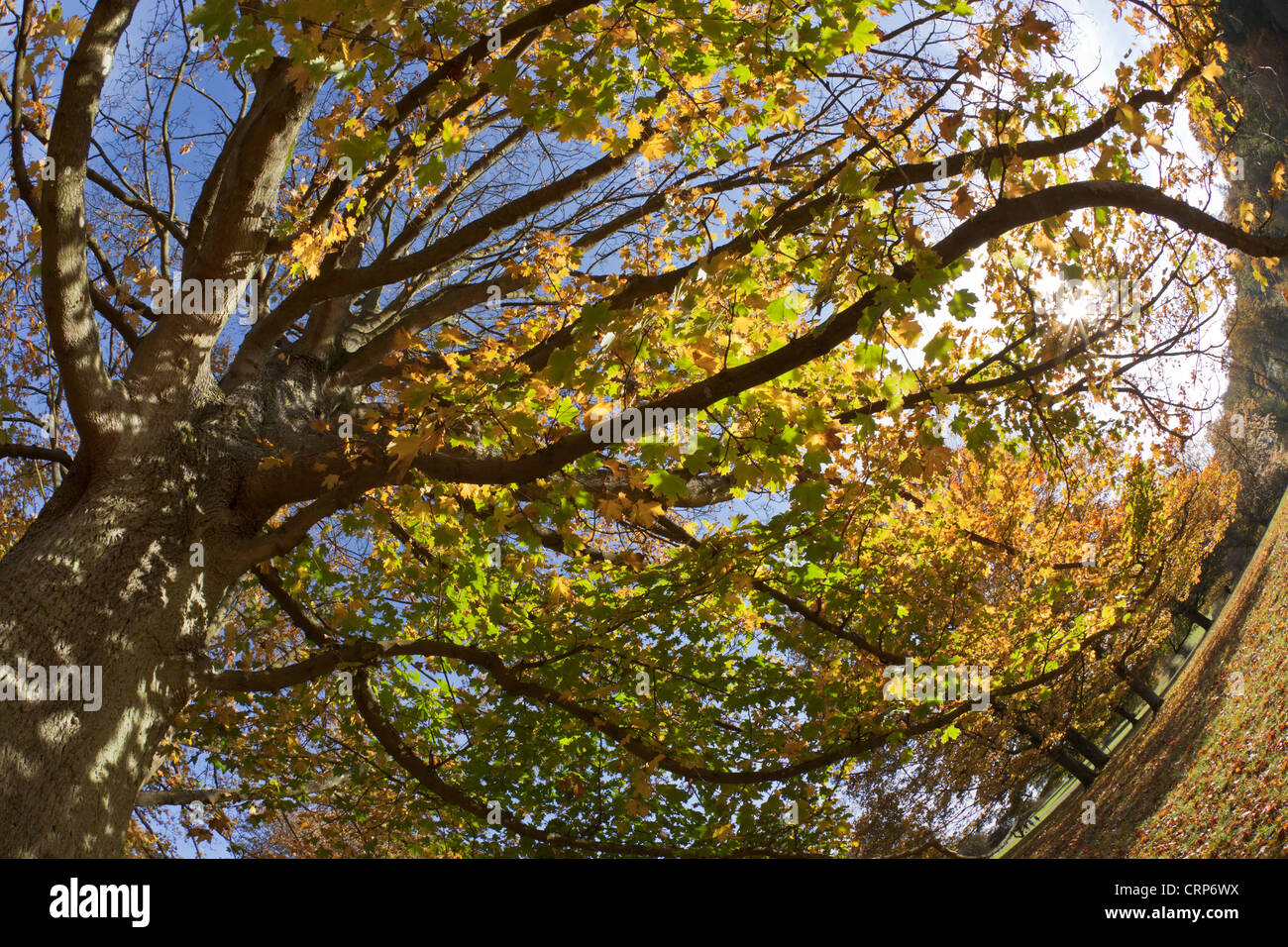 Autumnal tree and leaves on the ground Stock Photo - Alamy