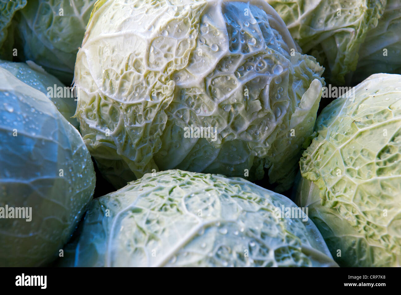 Heads of green cabbage (Brassica oleracea L. var. capitata) in Florence ...