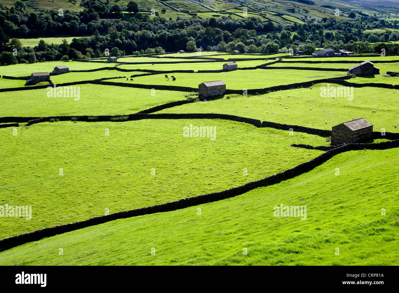 Field Barns near Gunnerside, Swaledale, North Yorkshire Dales, England ...