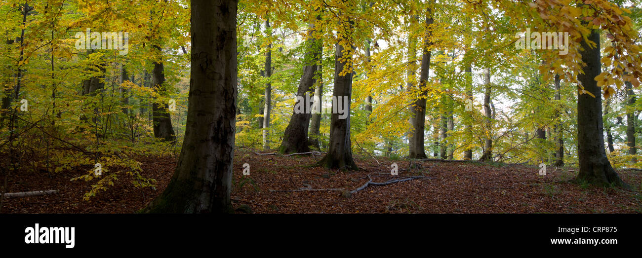 Hiking trail in the Bode Gorge Nature Reserve, Thale, Harz, Saxony ...