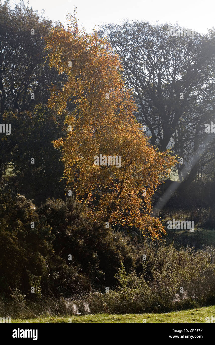 Silver Birch Tree in woodland Autumn Poynton Cheshire England Stock ...