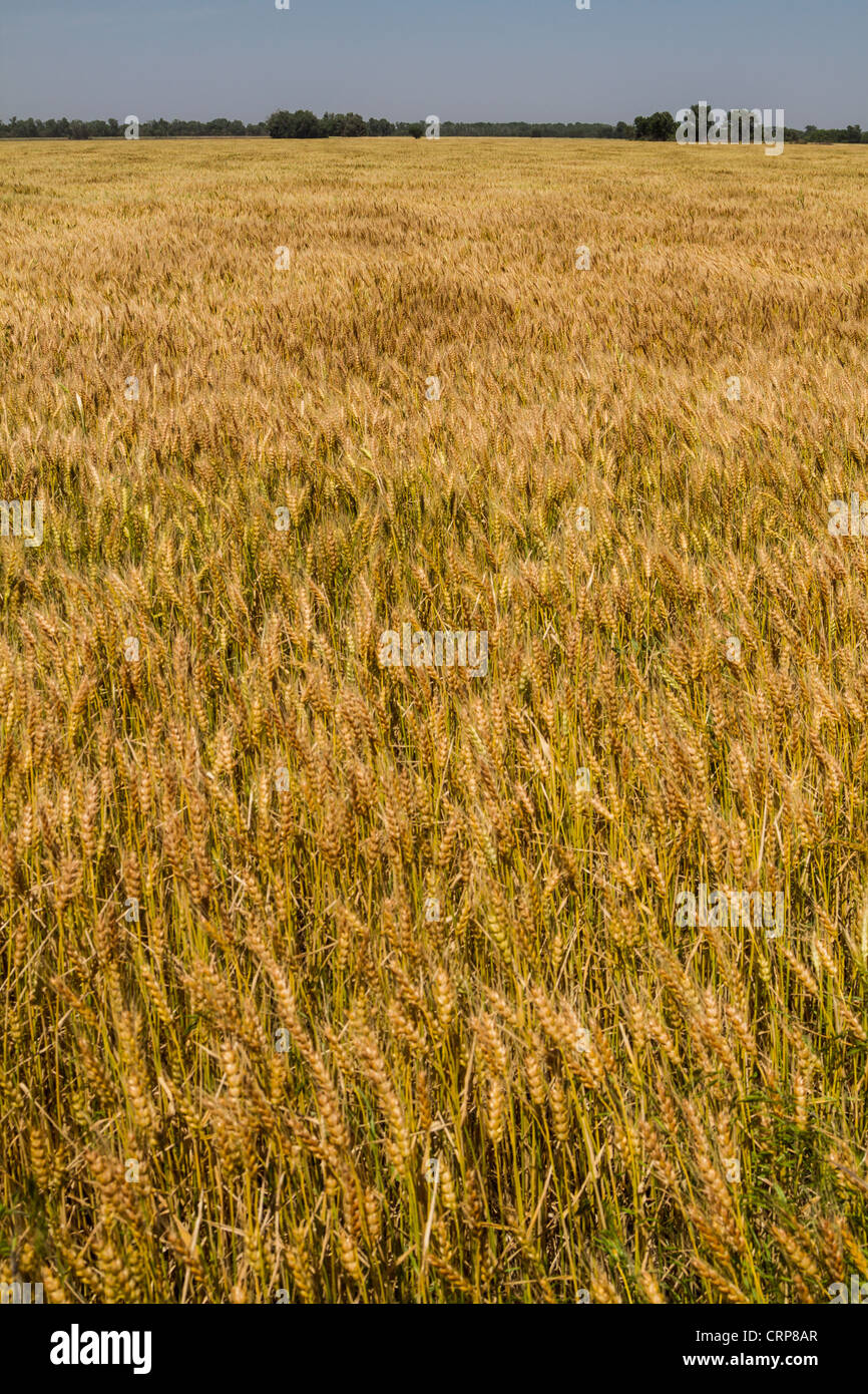 Kansas wheat field hi-res stock photography and images - Alamy