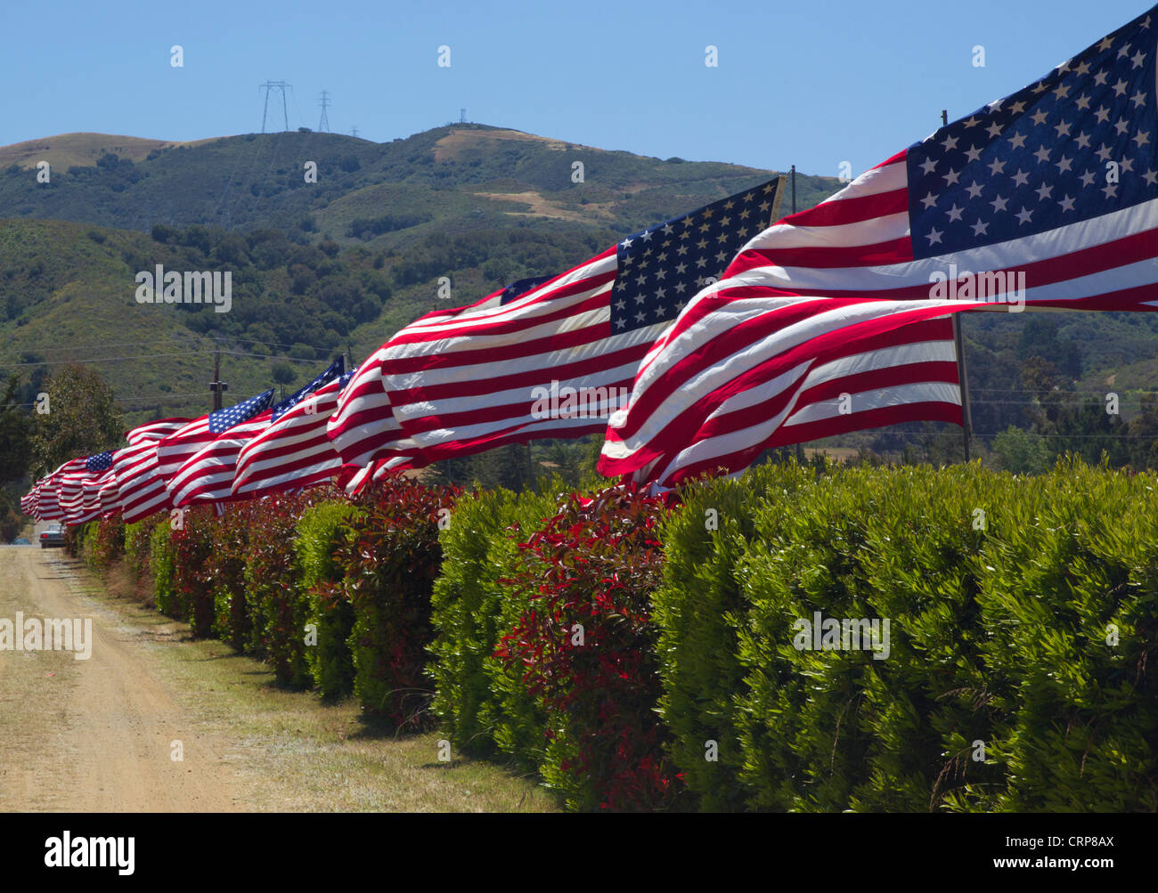 Long Line of American Flags blowing in wind Stock Photo - Alamy